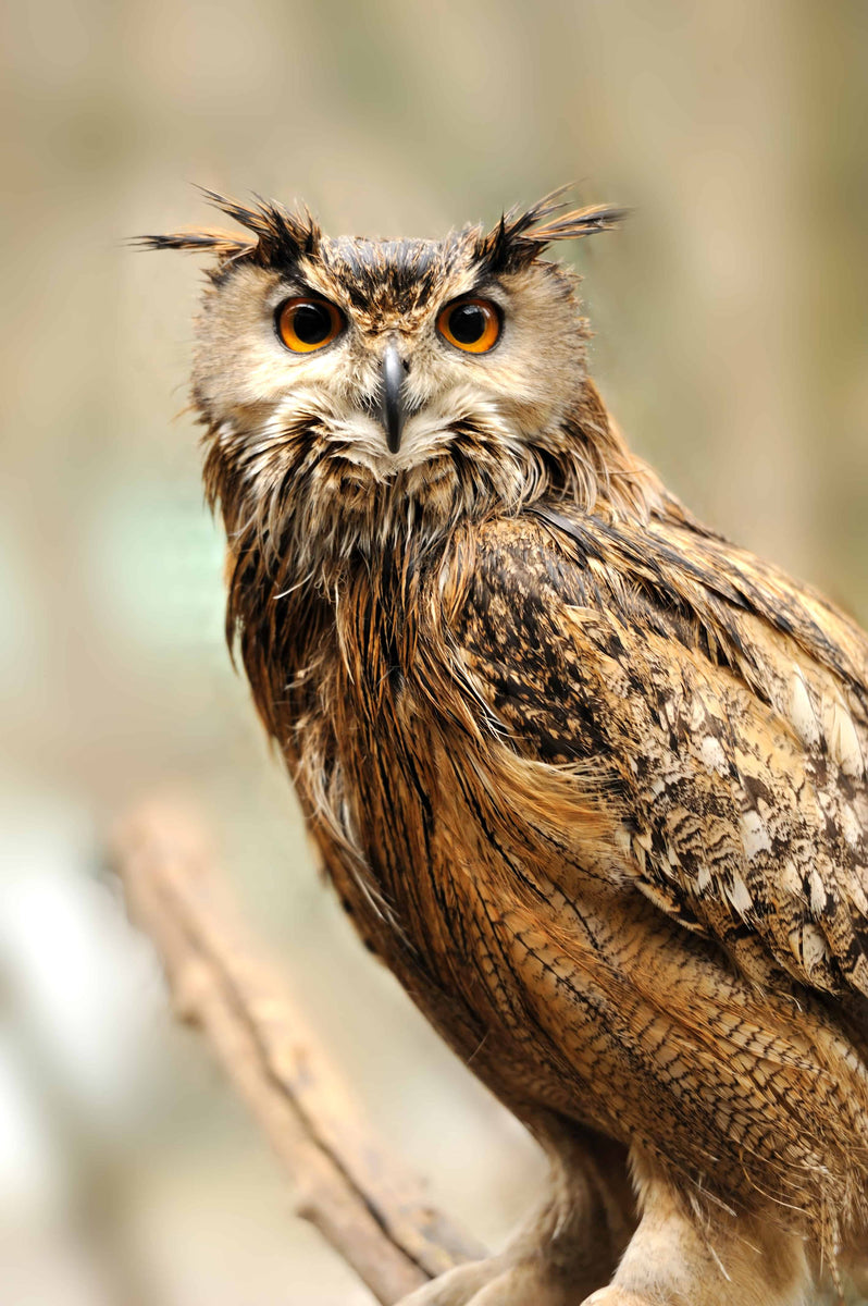Do Owls Eat Chickens? Know How Risky Are Them | Hawx Netting
