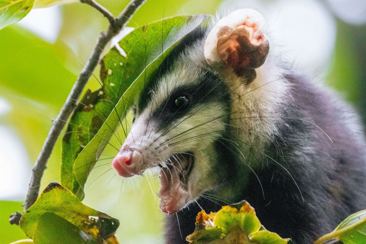 Do Opossums Eat Chickens? Signs, Attack and Prevention!