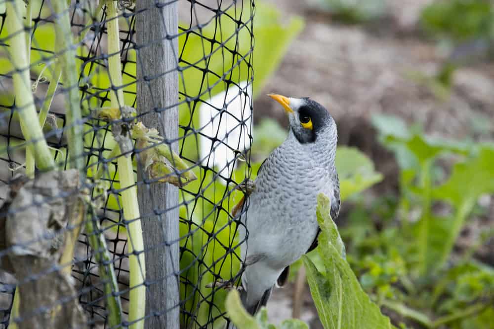 How To Use Bird Netting Over Your Garden