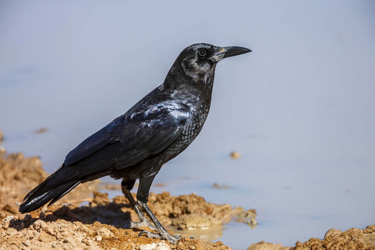 Protecting Chickens: Will Crows Attack? Expert Guide & Tips