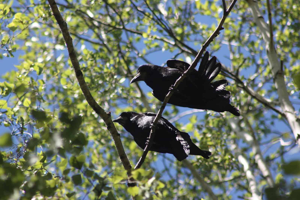 10 Effective Ways to Keep Crows Away from Your Chickens