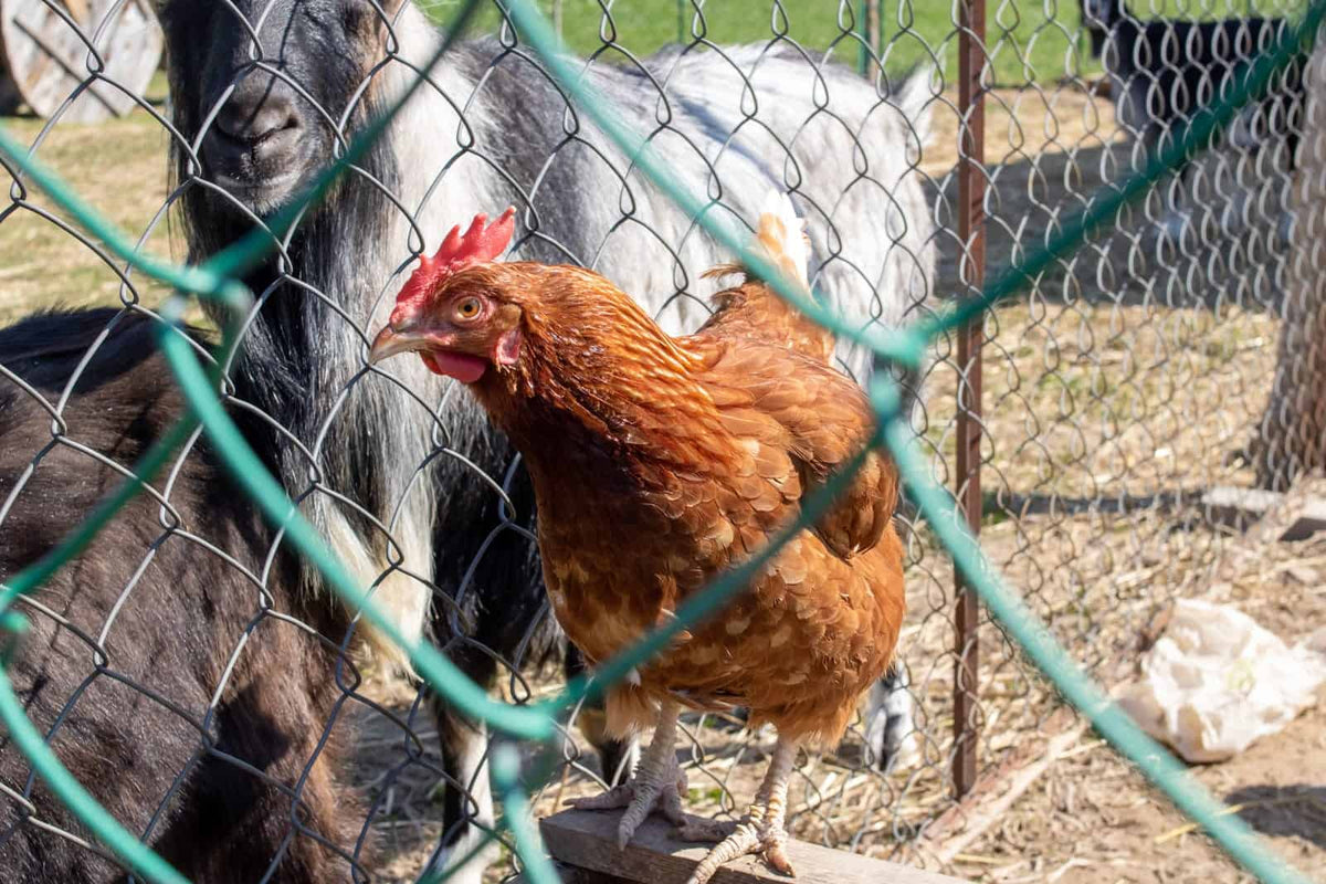 How to Choose the Right Chicken Bird Netting: 8 Practical Tips!